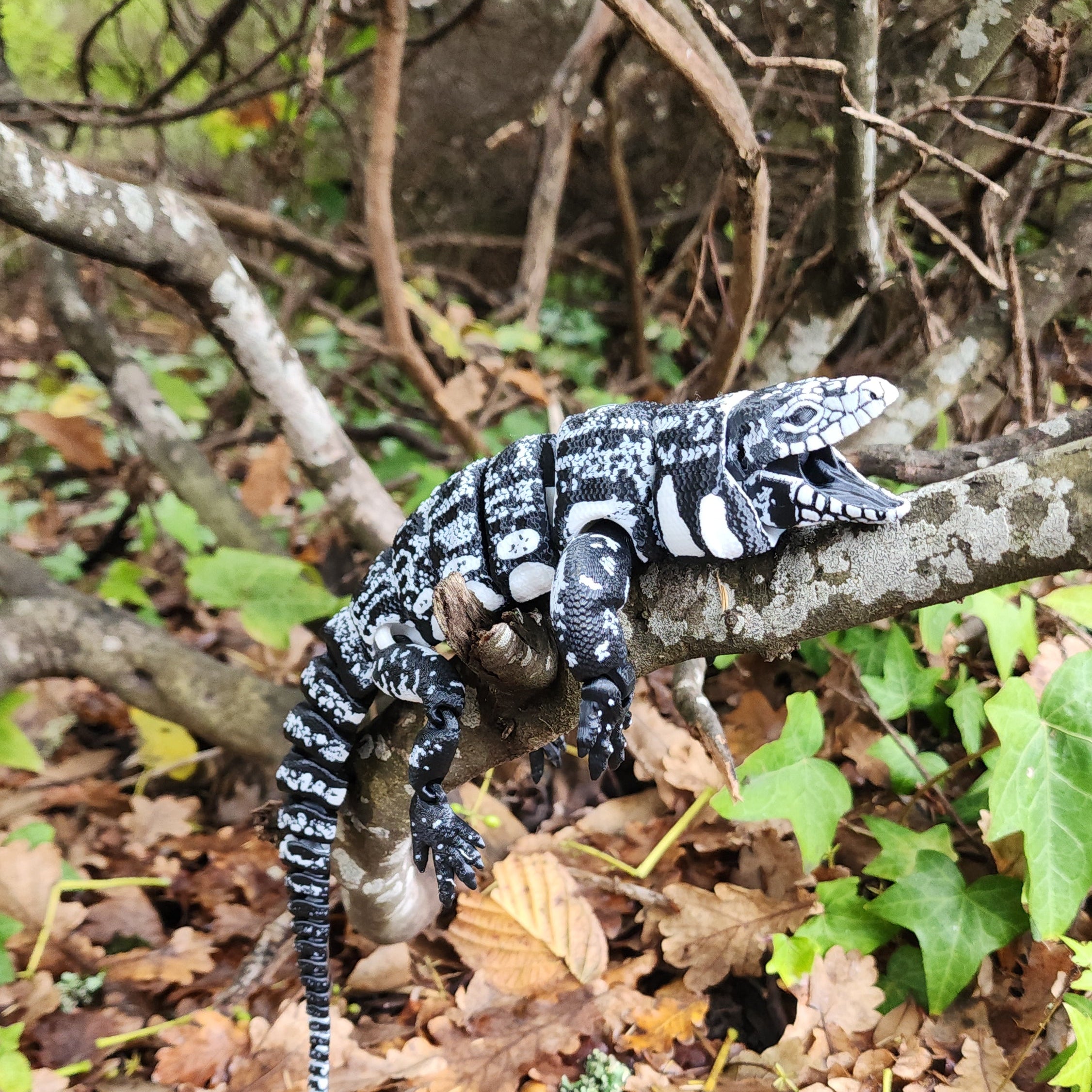 Tegus lizard – Sammynz-3d